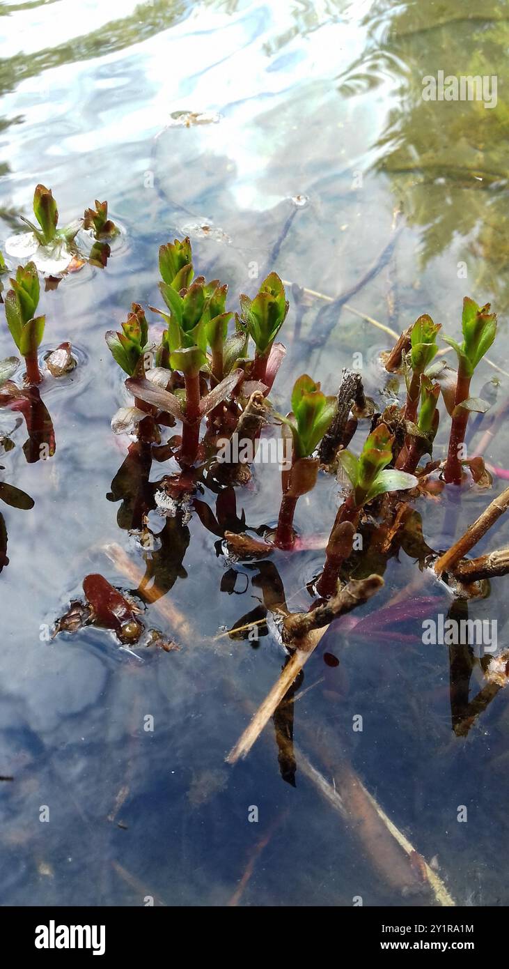 Brooklime (Veronica beccabunga) Plantae Stock Photo - Alamy