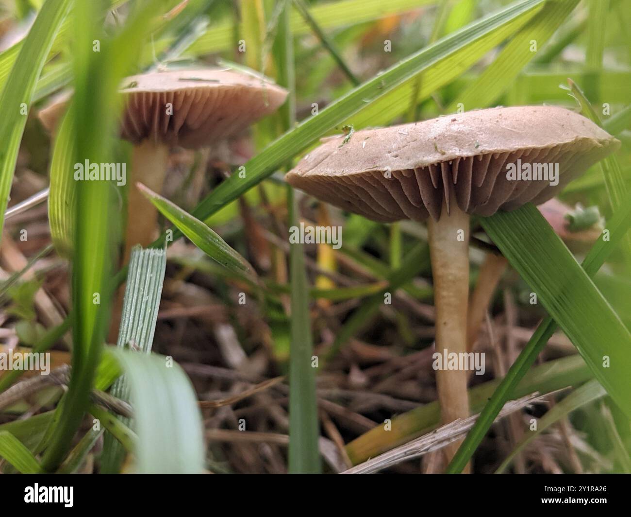 Common Fieldcap (Agrocybe pediades) Fungi Stock Photo - Alamy