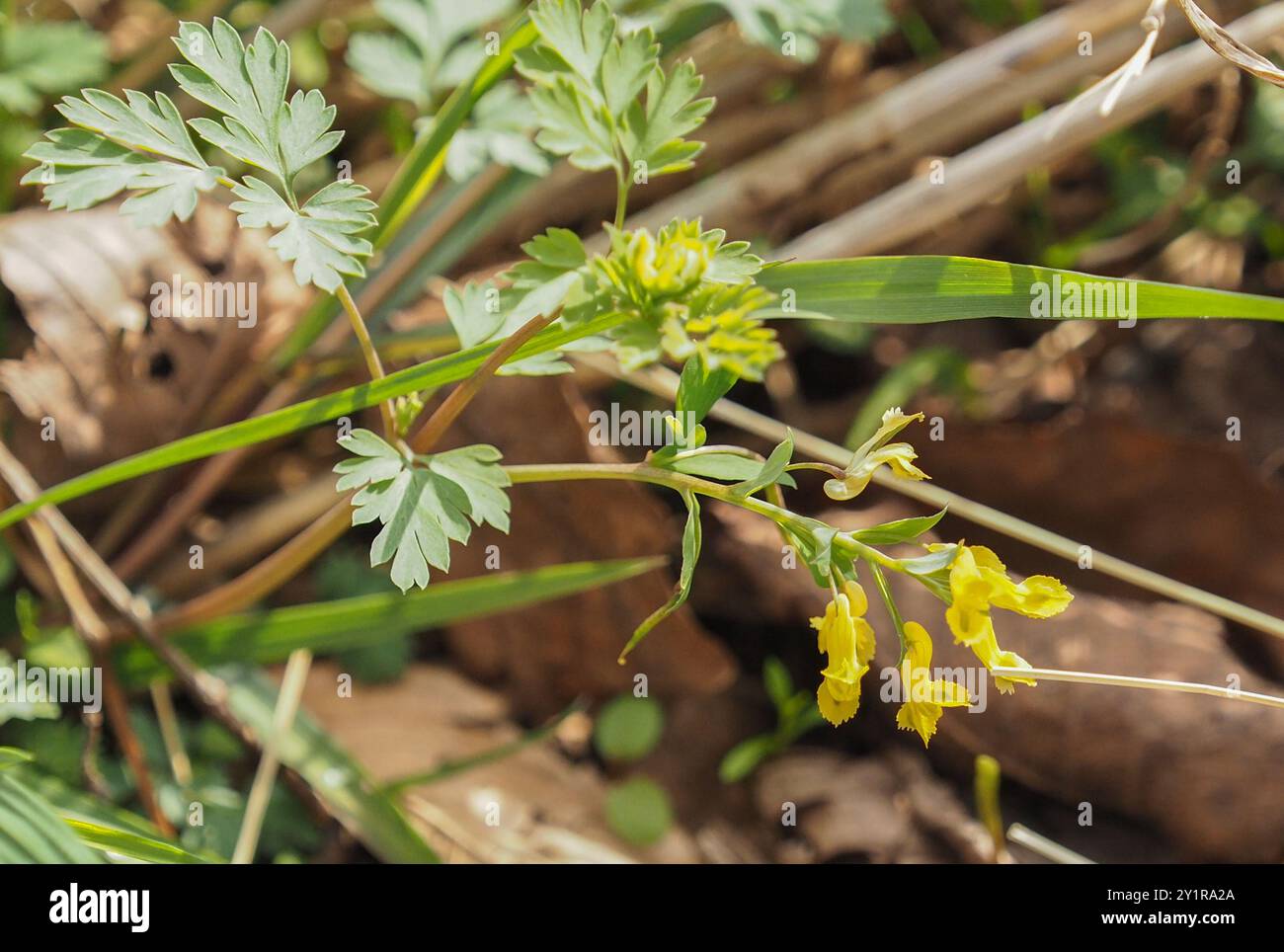 Yellow Corydalis (Corydalis flavula) Plantae Stock Photo - Alamy