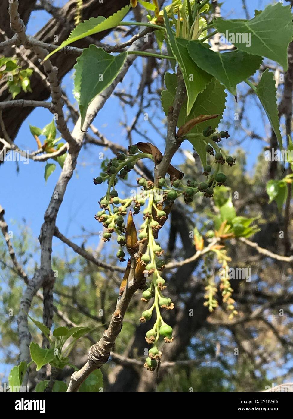 Eastern Cottonwood (Populus deltoides) Plantae Stock Photo - Alamy
