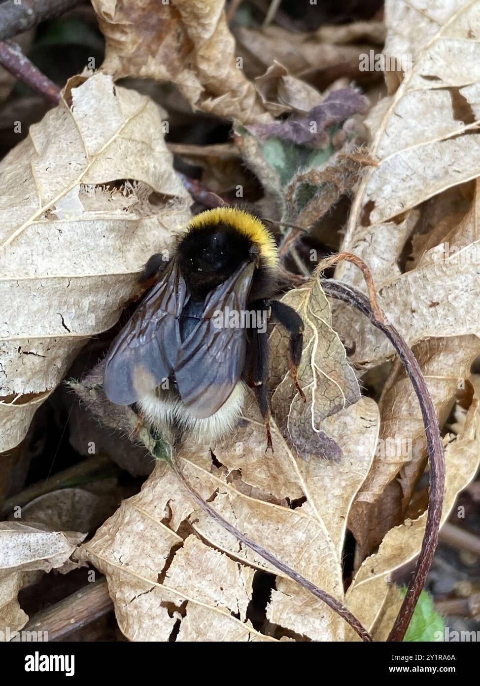 Bohemian Cuckoo Bumble bee (Bombus bohemicus) Insecta Stock Photo - Alamy