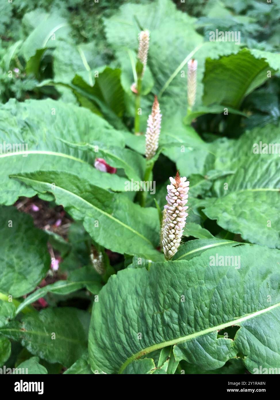 common bistort (Bistorta officinalis) Plantae Stock Photo - Alamy