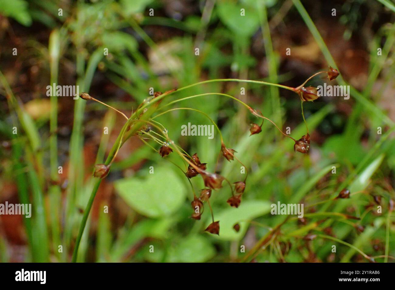 hairy woodrush (Luzula acuminata) Plantae Stock Photo - Alamy