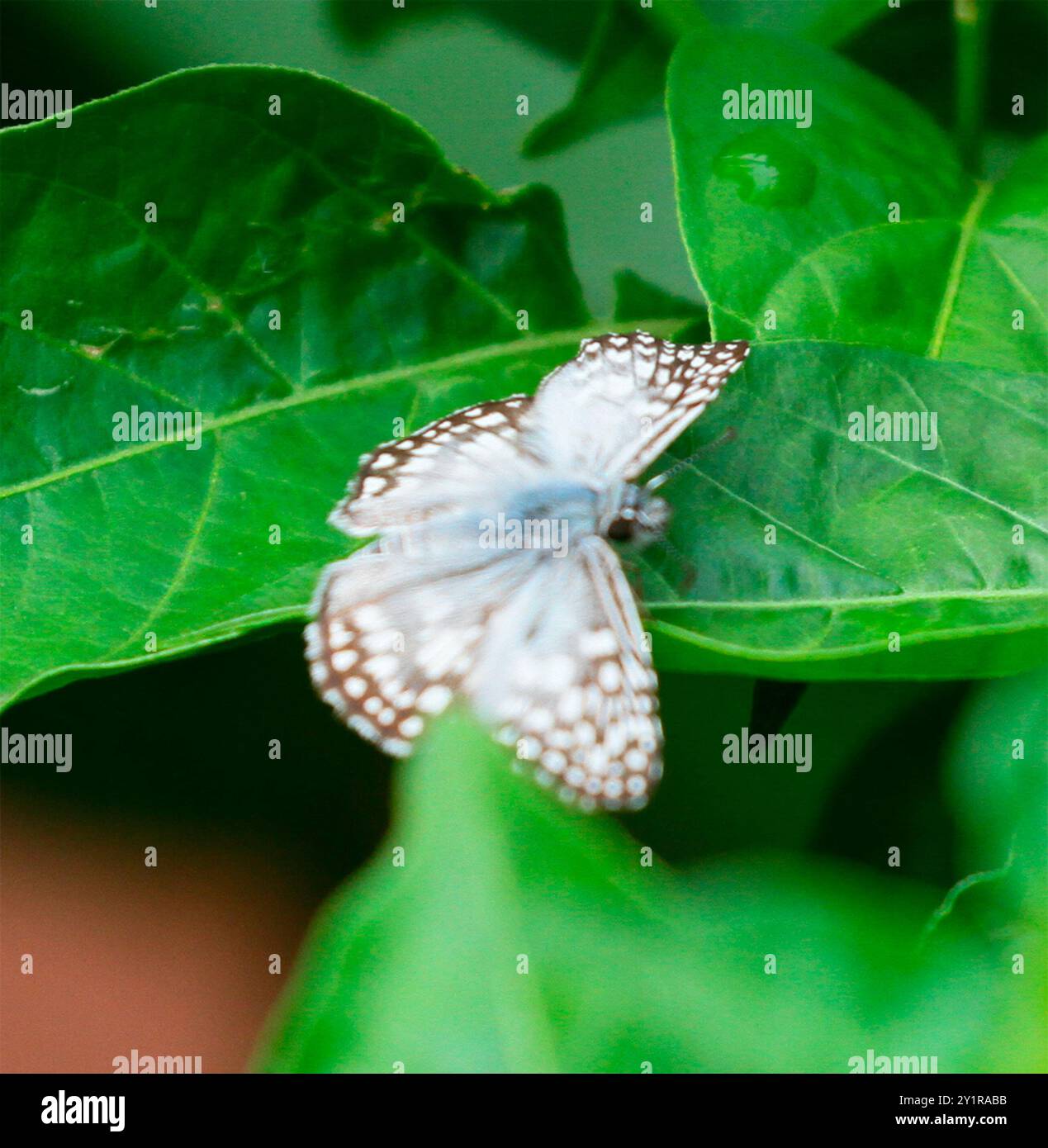 Orcus Checkered-Skipper (Burnsius orcus) Insecta Stock Photo - Alamy