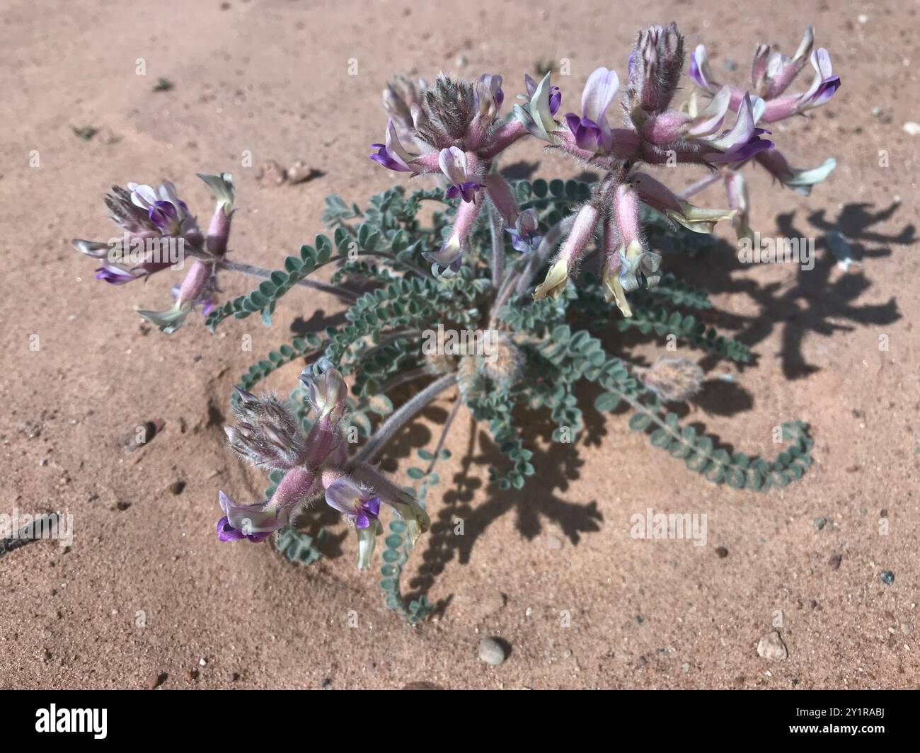 Woolly Locoweed (Astragalus mollissimus) Plantae Stock Photo - Alamy