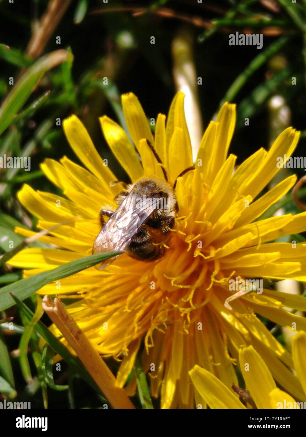 Mining Bees (Andrena) Insecta Stock Photo - Alamy