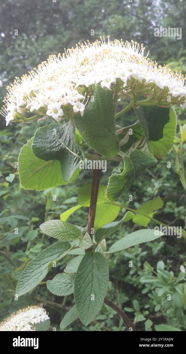 Wayfaring-tree (Viburnum lantana) Plantae Stock Photo - Alamy