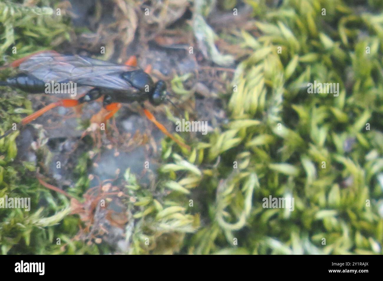 Pimpla rufipes hi-res stock photography and images - Alamy