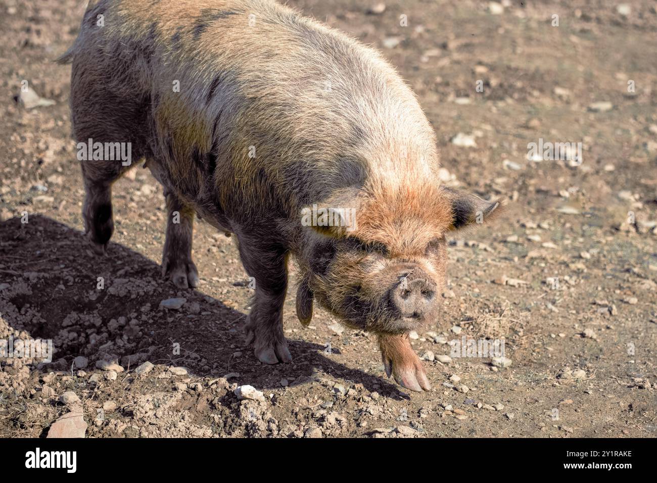 A brown pig with black patches is walking on a dirt ground, its head is ...