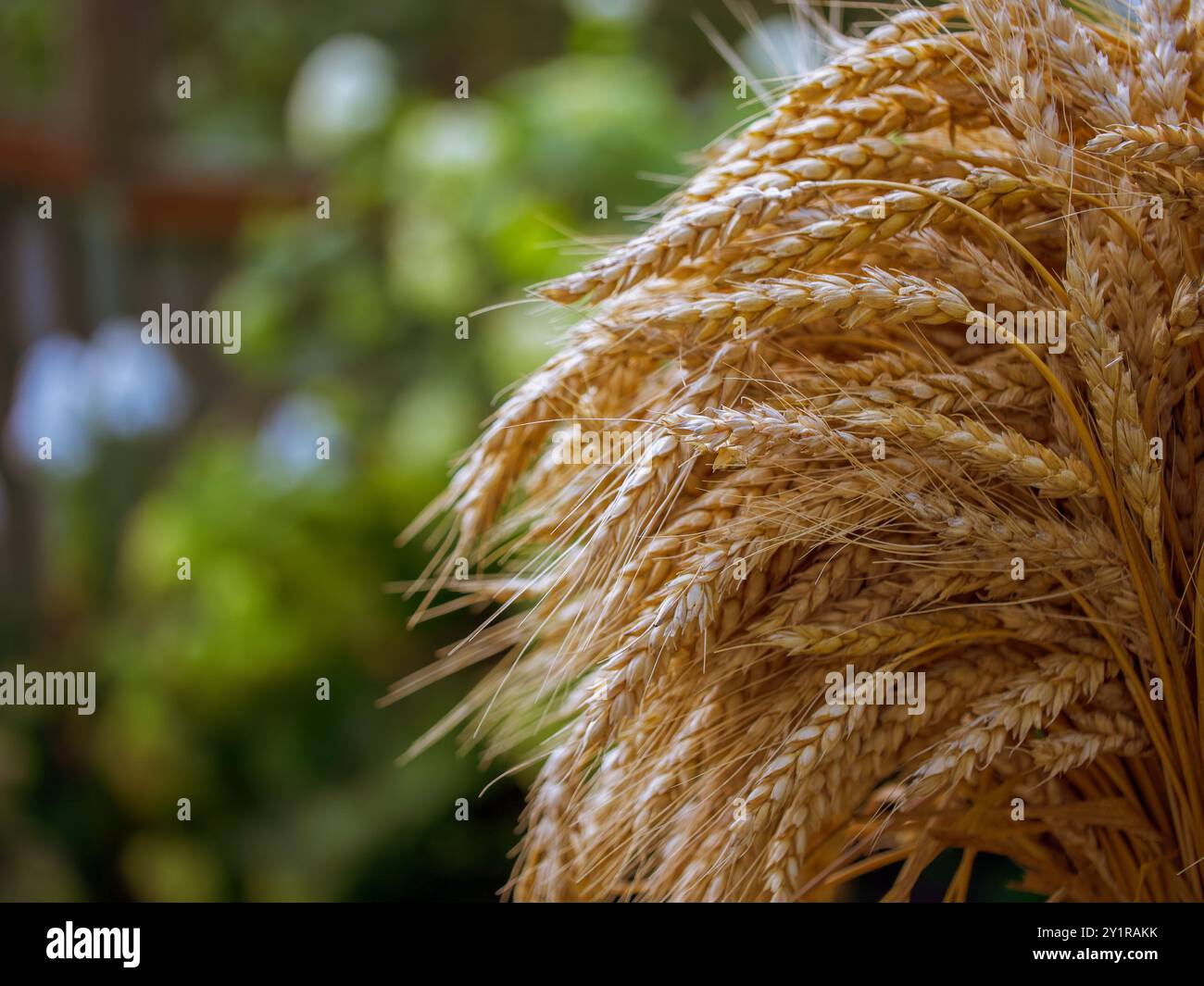A detailed view of ripe wheat, showcasing its intricate textures ...