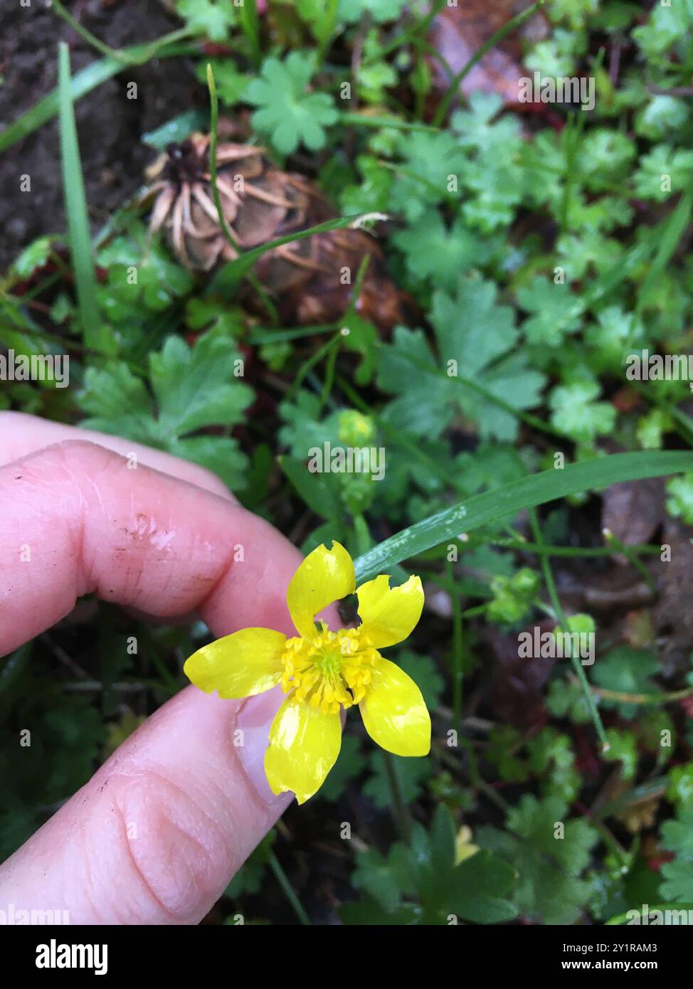 Western Buttercup (Ranunculus occidentalis) Plantae Stock Photo - Alamy