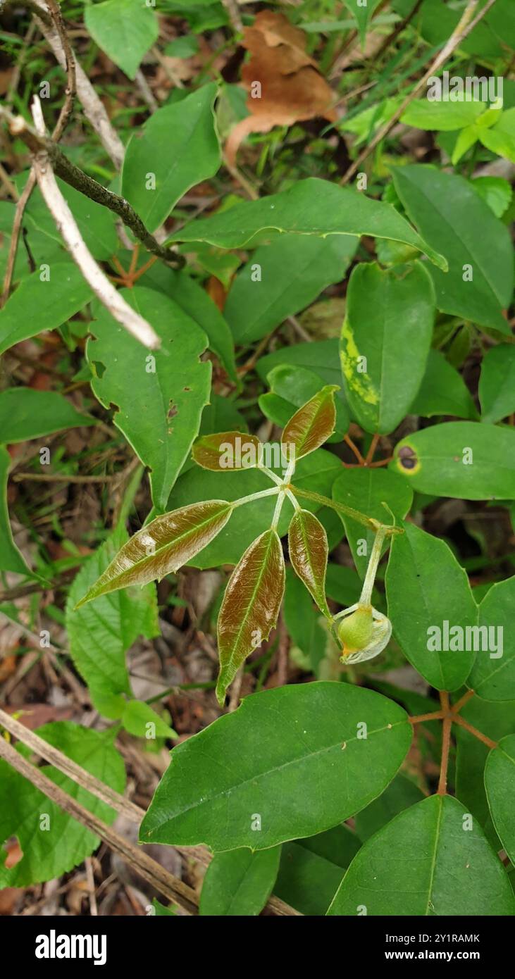 Five-Leaved Water Vine (Apocissus hypoglauca) Plantae Stock Photo - Alamy
