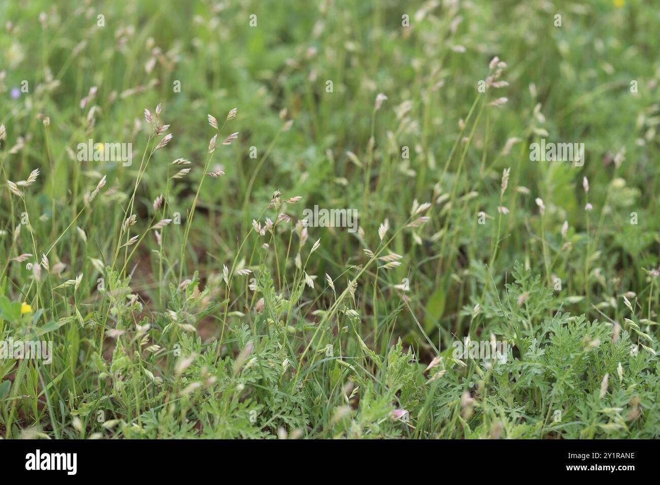 buffalograss (Bouteloua dactyloides) Plantae Stock Photo - Alamy