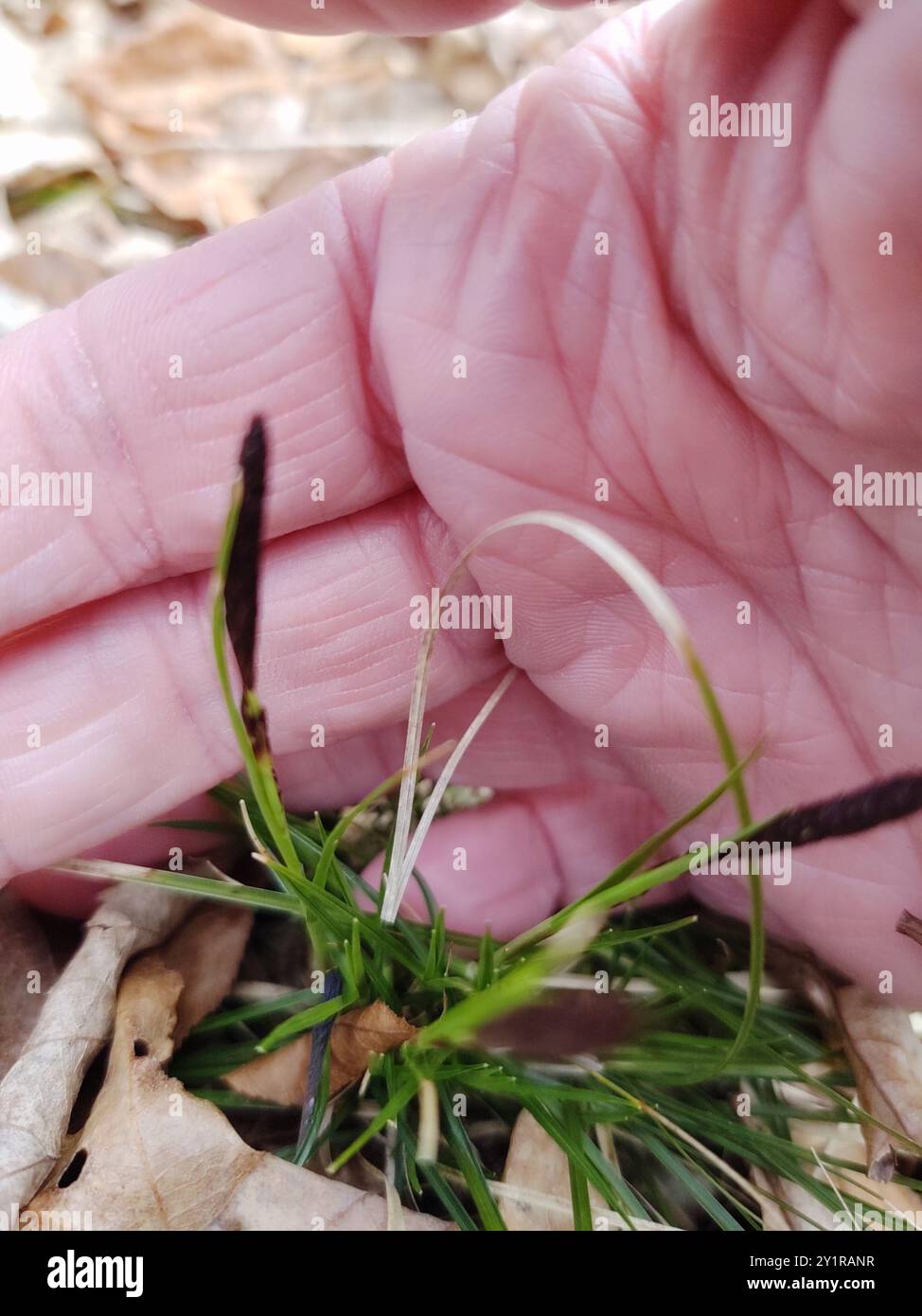 Pennsylvania sedge (Carex pensylvanica) Plantae Stock Photo - Alamy