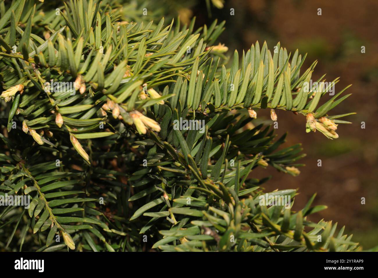common yew (Taxus baccata) Plantae Stock Photo - Alamy