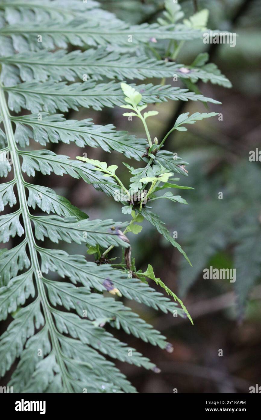 Hen and Chicks Fern (Asplenium bulbiferum) Plantae Stock Photo - Alamy
