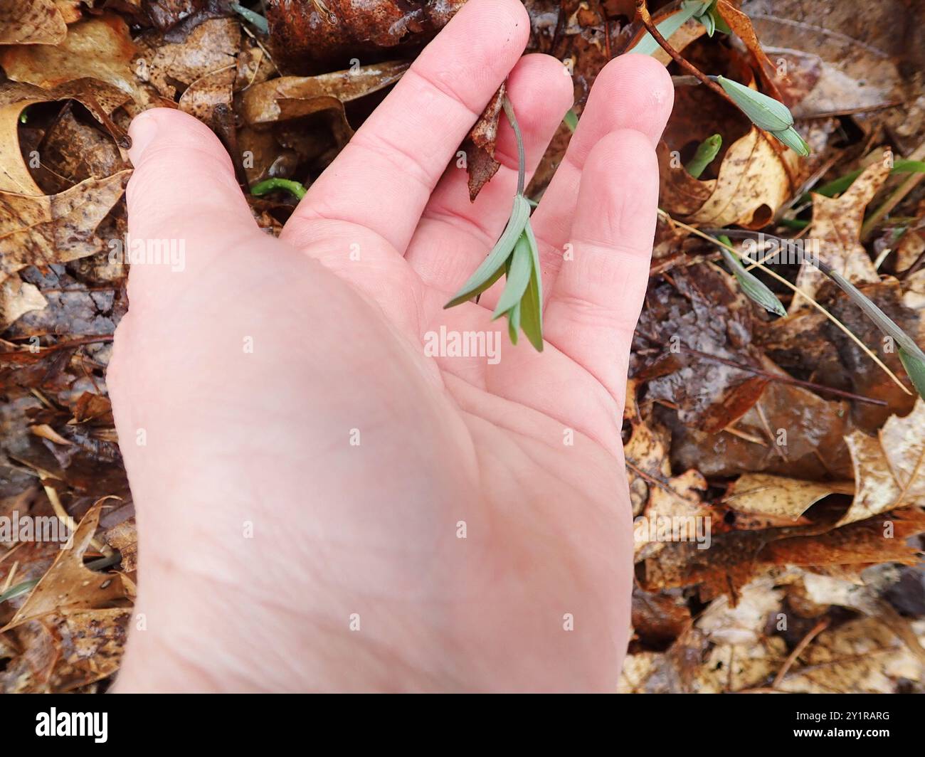 monocots (Liliopsida) Plantae Stock Photo - Alamy