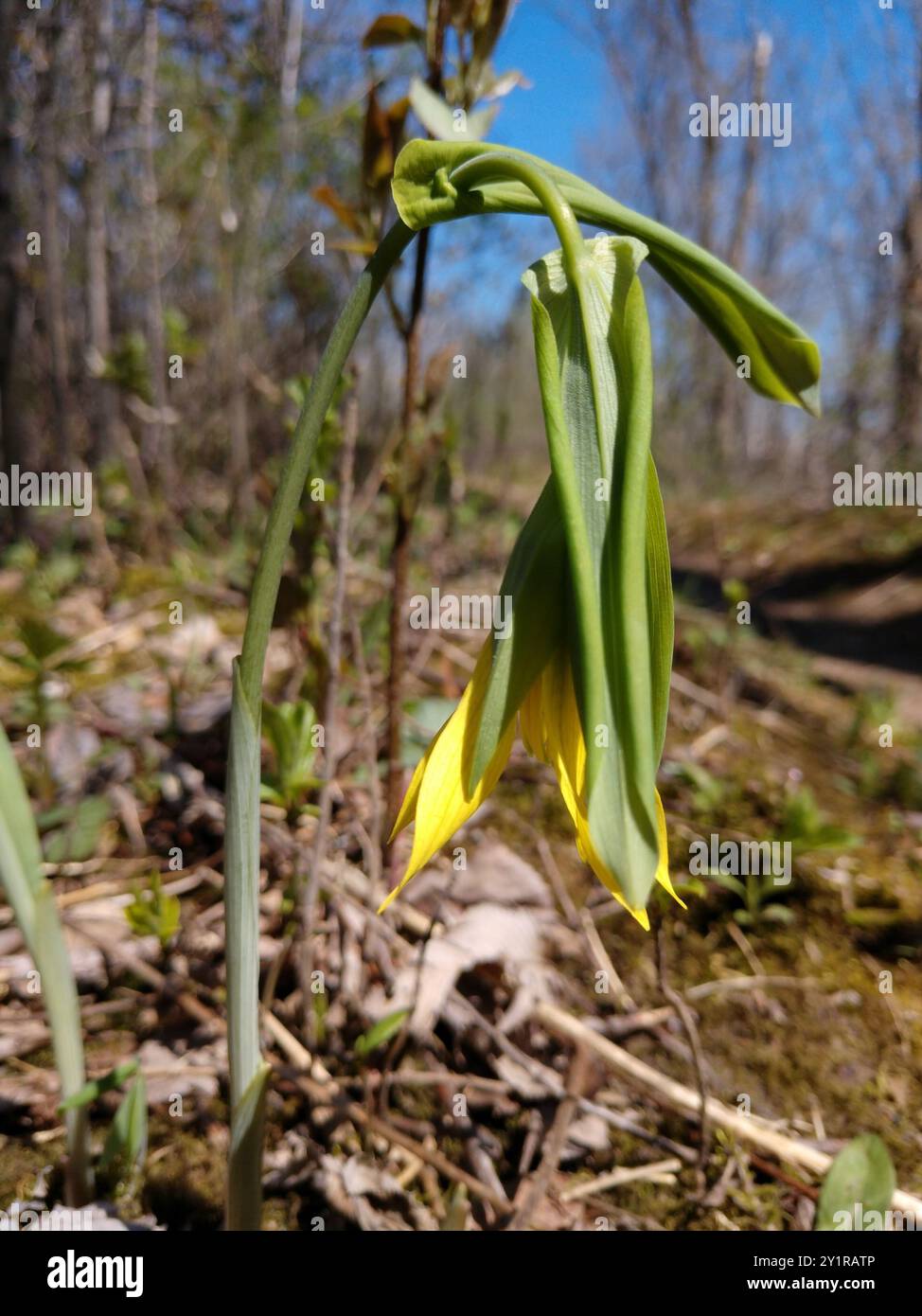 largeflower bellwort (Uvularia grandiflora) Plantae Stock Photo - Alamy