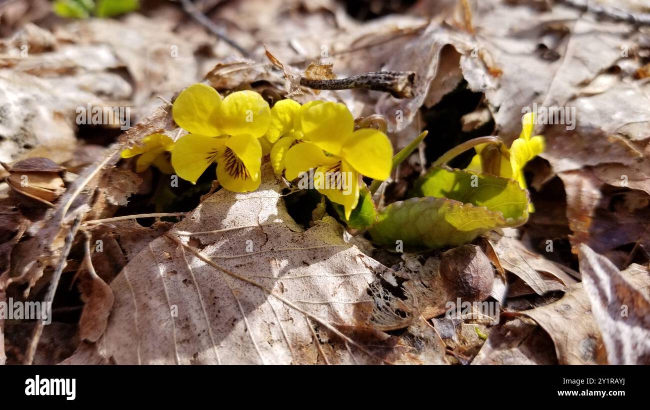Round-leaved Violet (Viola rotundifolia) Plantae Stock Photo - Alamy
