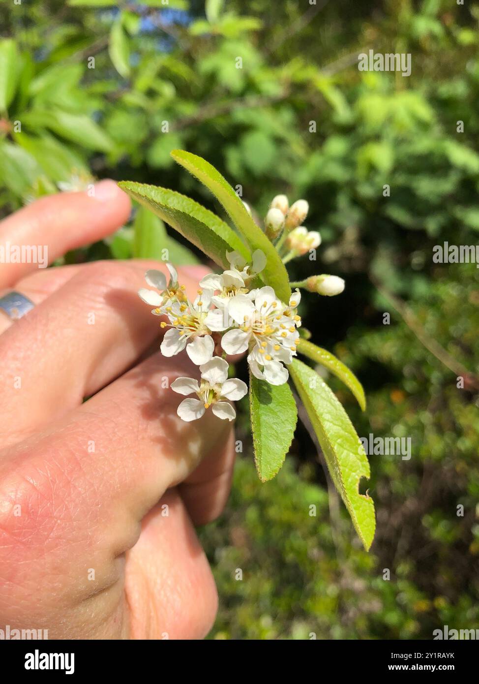Bitter cherry (Prunus emarginata) Plantae Stock Photo - Alamy