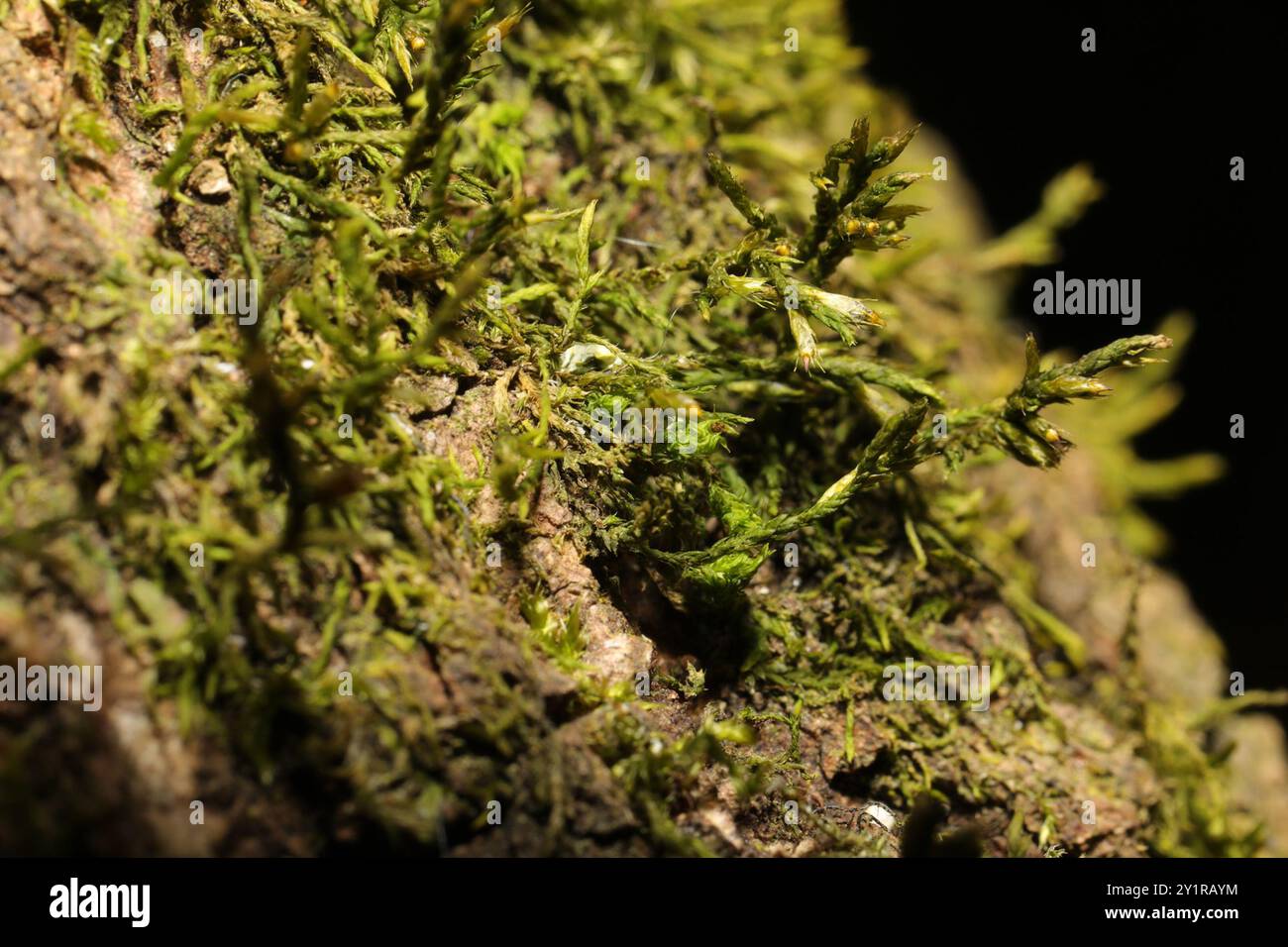 Lateral Cryphaea (Cryphaea heteromalla) Plantae Stock Photo - Alamy
