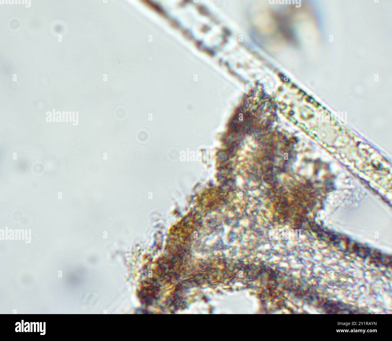 Protozoans hi-res stock photography and images - Alamy