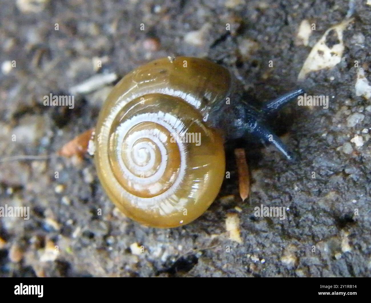 Typical Glass Snails (Oxychilus) Mollusca Stock Photo - Alamy