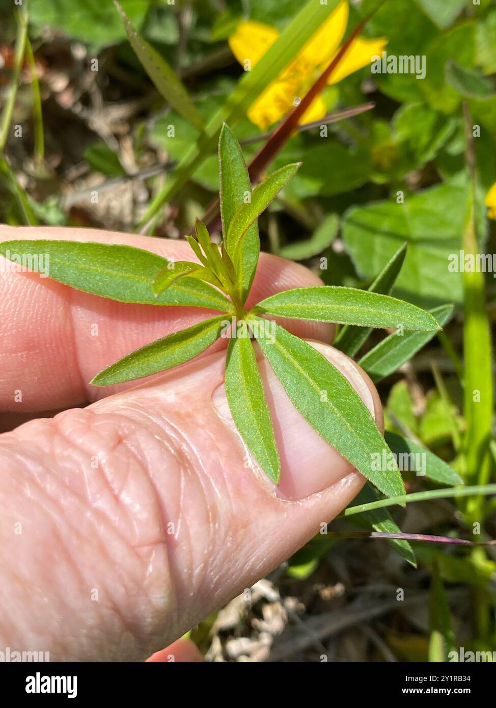 Greater Tickseed (Coreopsis major) Plantae Stock Photo - Alamy