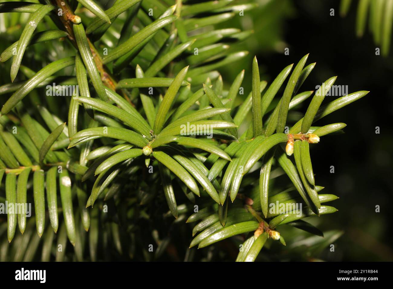 common yew (Taxus baccata) Plantae Stock Photo - Alamy