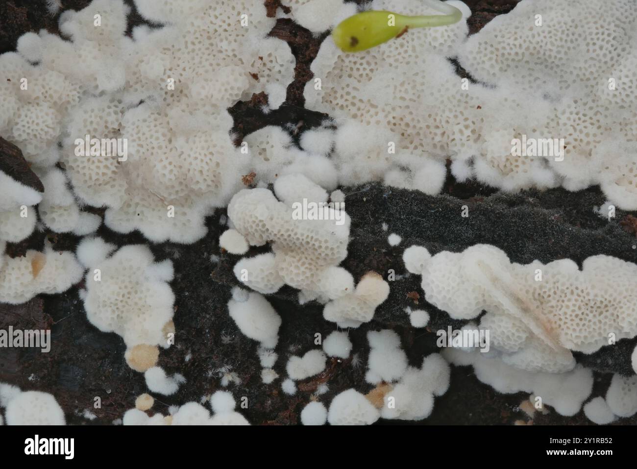 bleeding porecrust (Physisporinus sanguinolentus) Fungi Stock Photo - Alamy