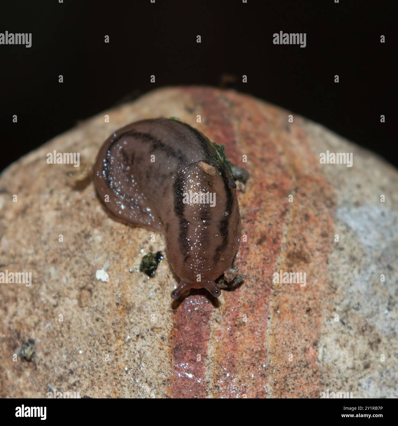 Striped Greenhouse Slug (Ambigolimax valentianus) Mollusca Stock Photo ...