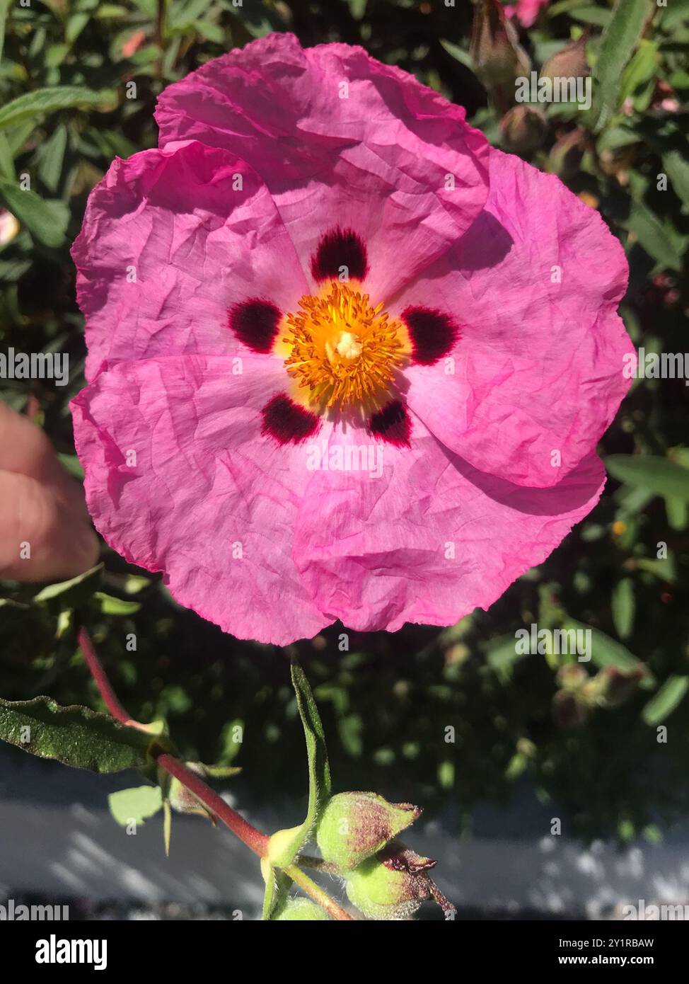 Purple-flowered Rock-rose (Cistus × purpureus) Plantae Stock Photo - Alamy