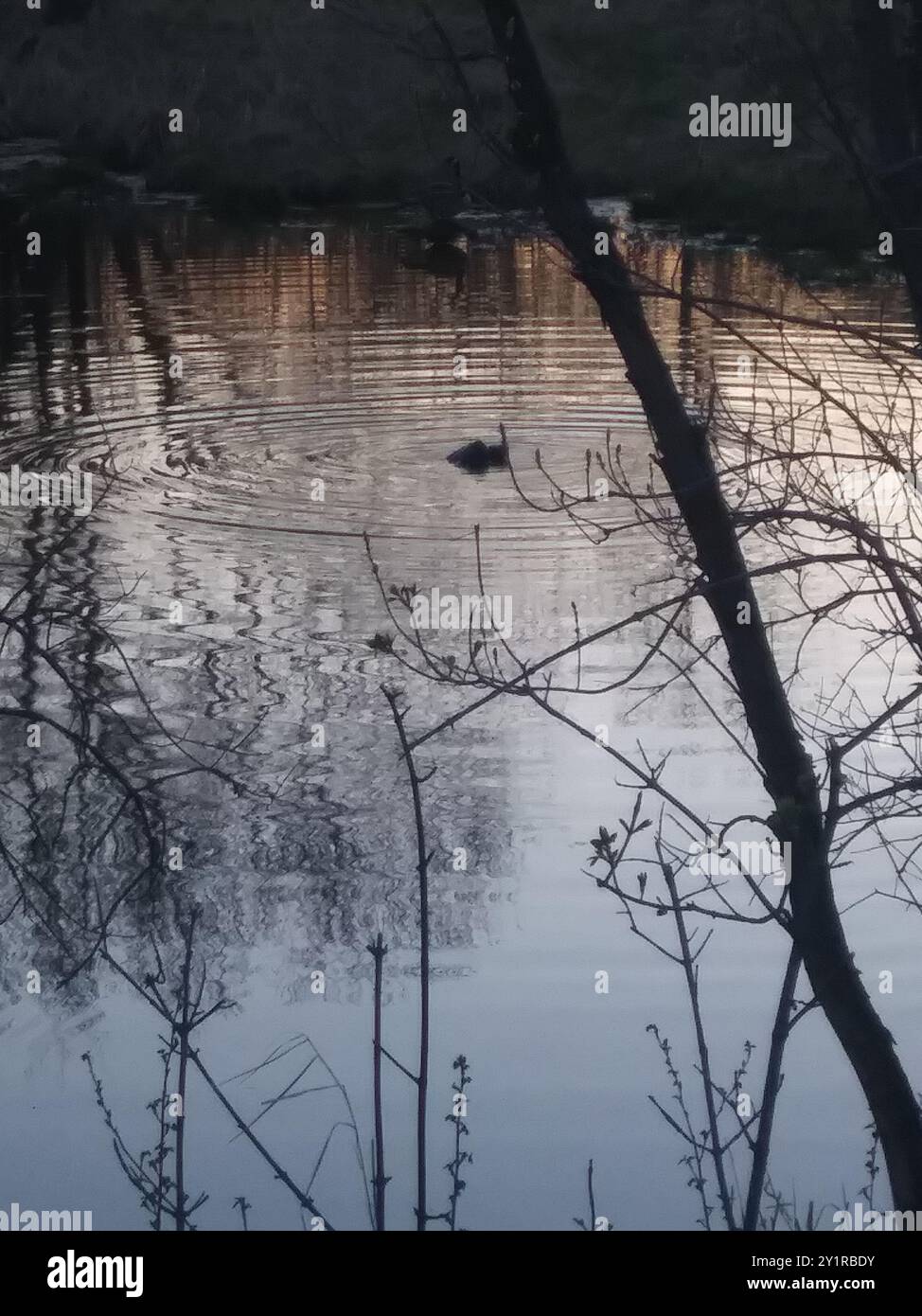 Muskrat (Ondatra zibethicus) Mammalia Stock Photo - Alamy