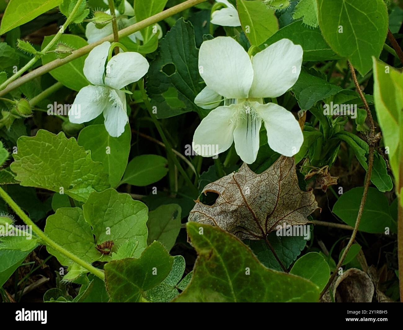 violet family (Violaceae) Plantae Stock Photo - Alamy