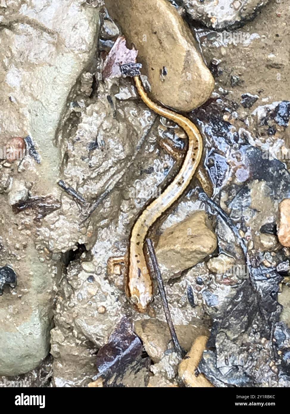 Southern Two-lined Salamander (Eurycea cirrigera) Amphibia Stock Photo ...