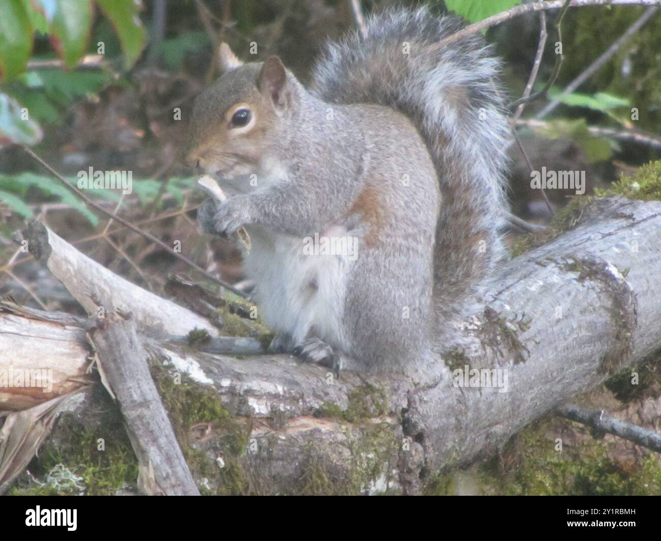 Eastern Gray Squirrel (Sciurus carolinensis) Mammalia Stock Photo - Alamy