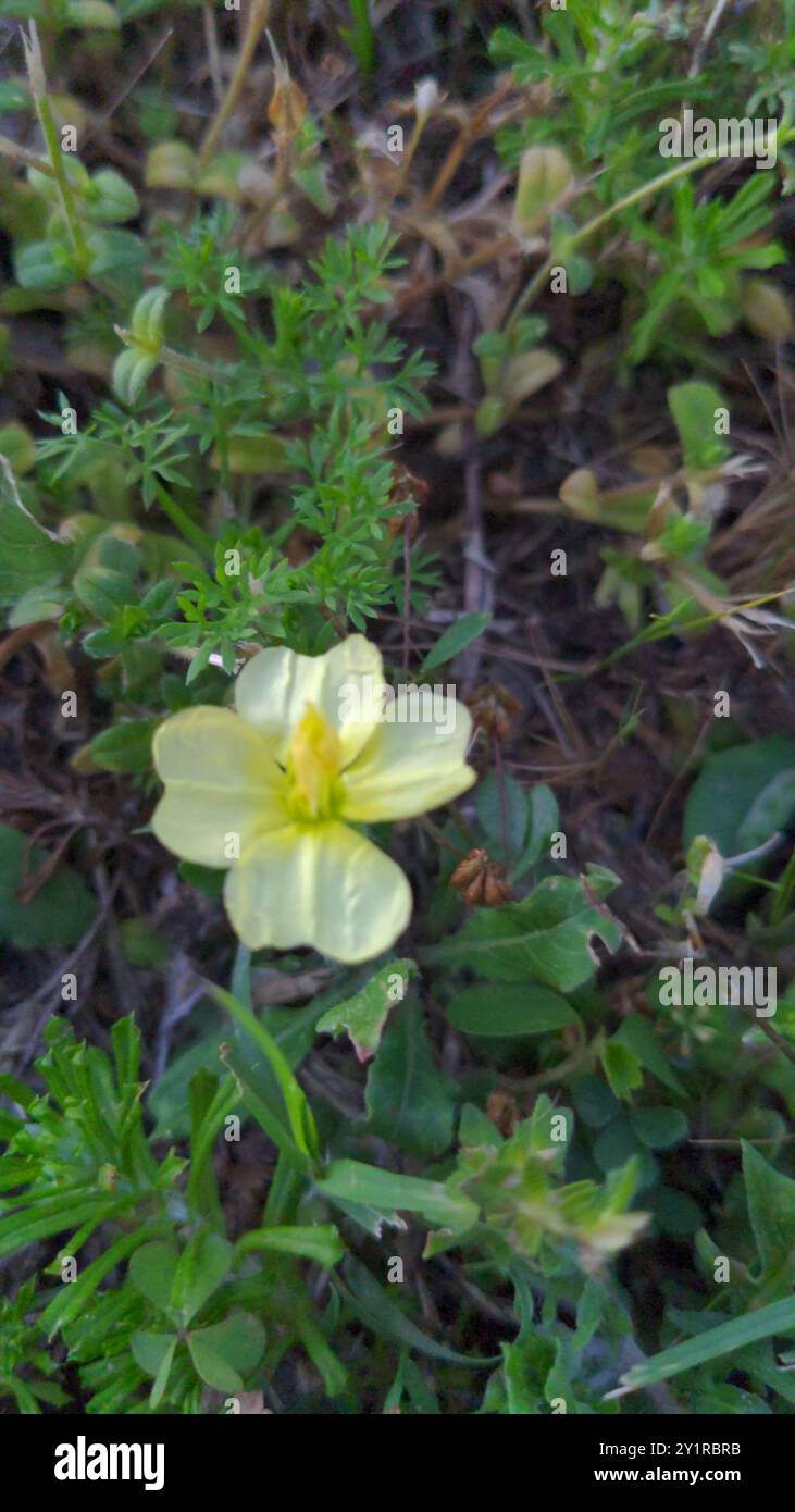 cutleaf evening primrose (Oenothera laciniata) Plantae Stock Photo - Alamy