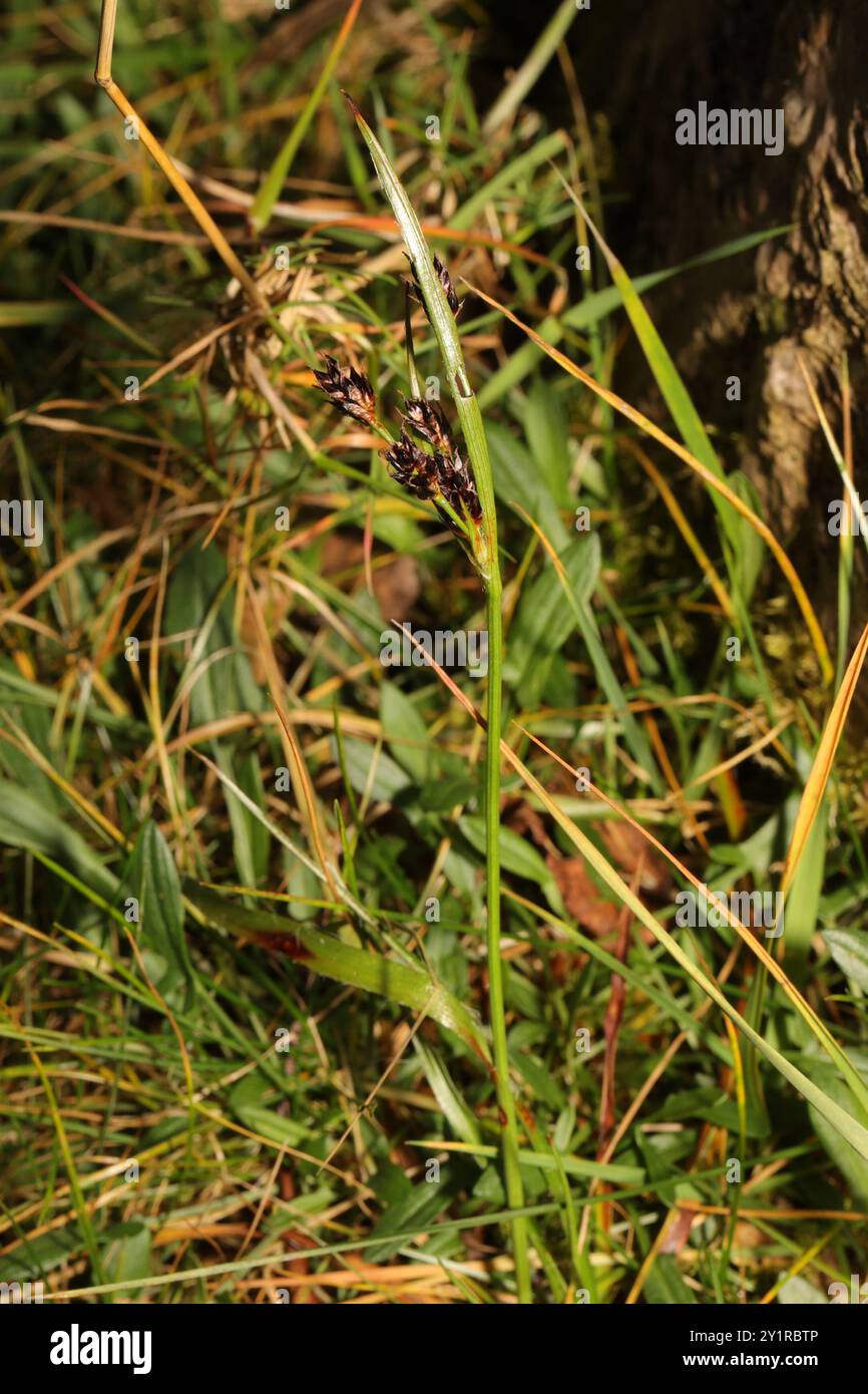Field woodrush (Luzula campestris) Plantae Stock Photo - Alamy