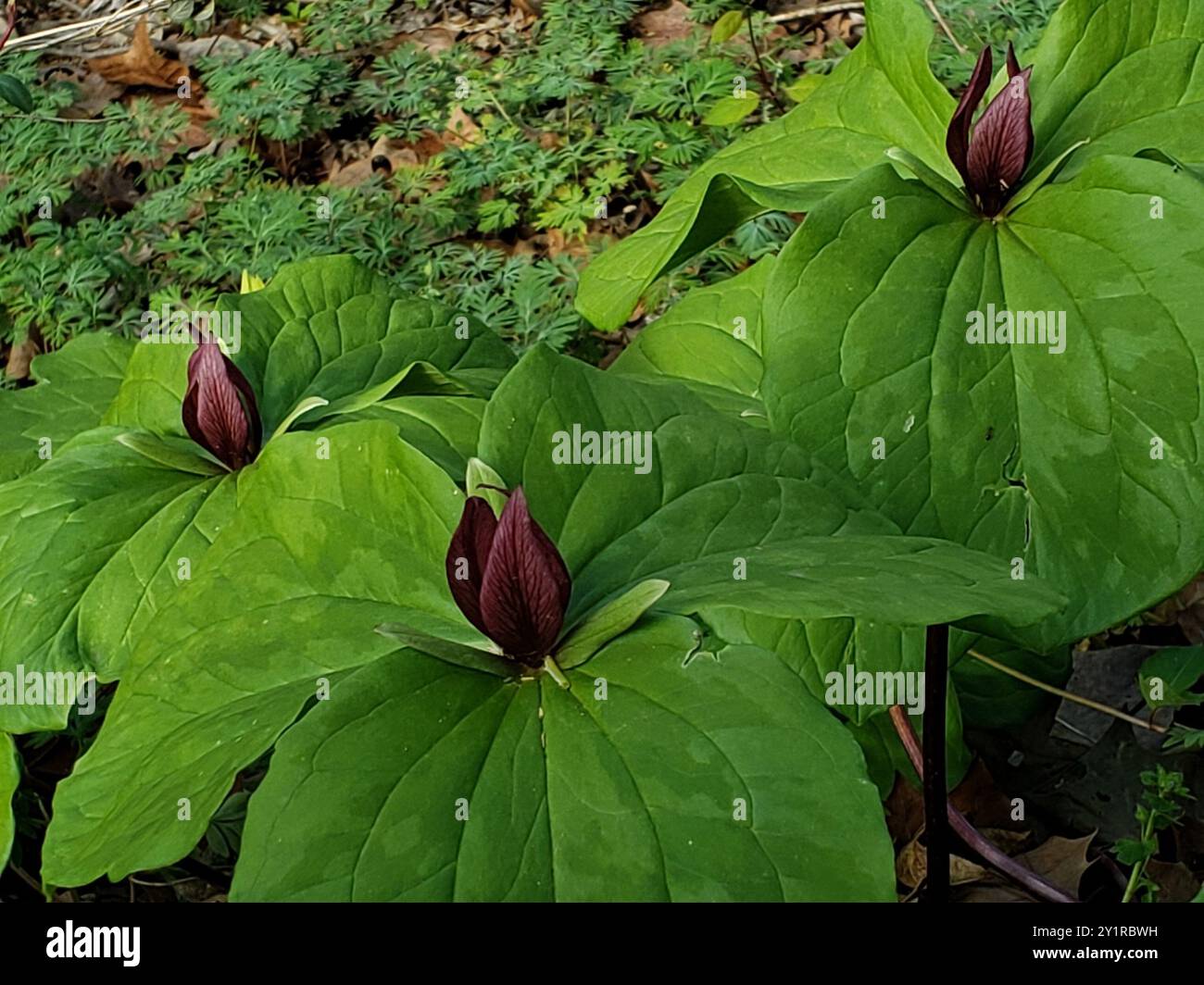 toadshade (Trillium sessile) Plantae Stock Photo - Alamy