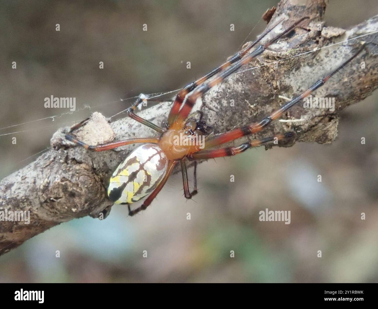 Orchard Spiders and Allies (Leucauge) Arachnida Stock Photo - Alamy