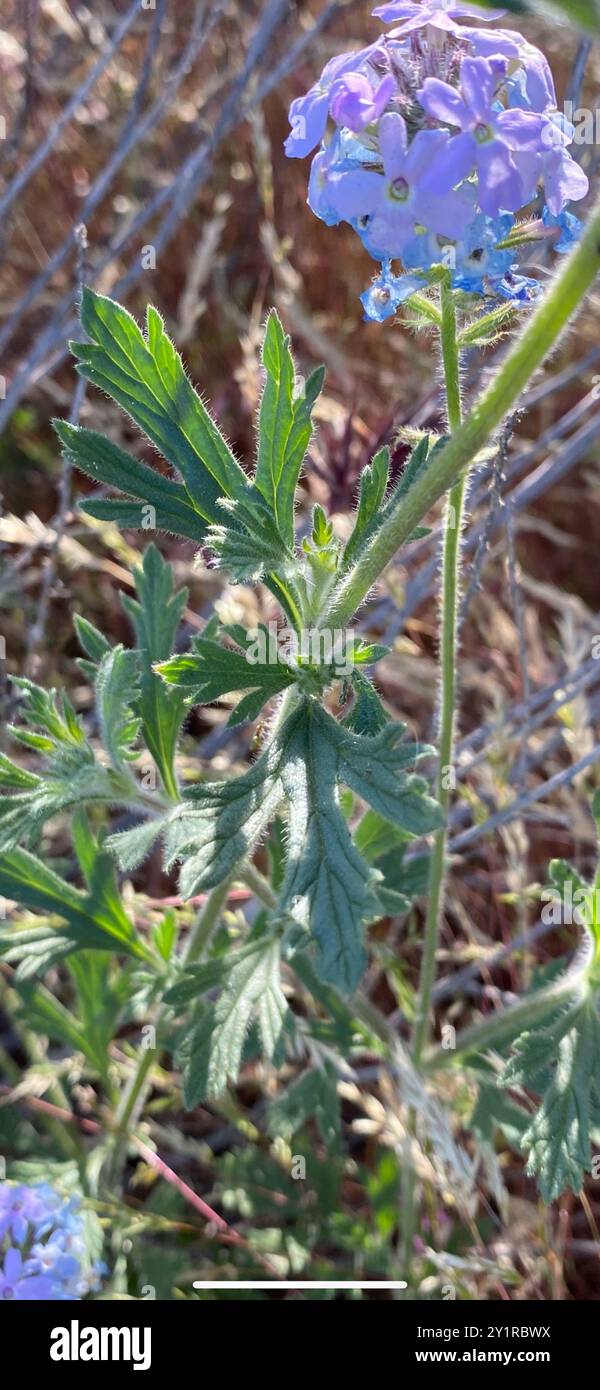 southwestern mock vervain (Glandularia gooddingii) Plantae Stock Photo ...