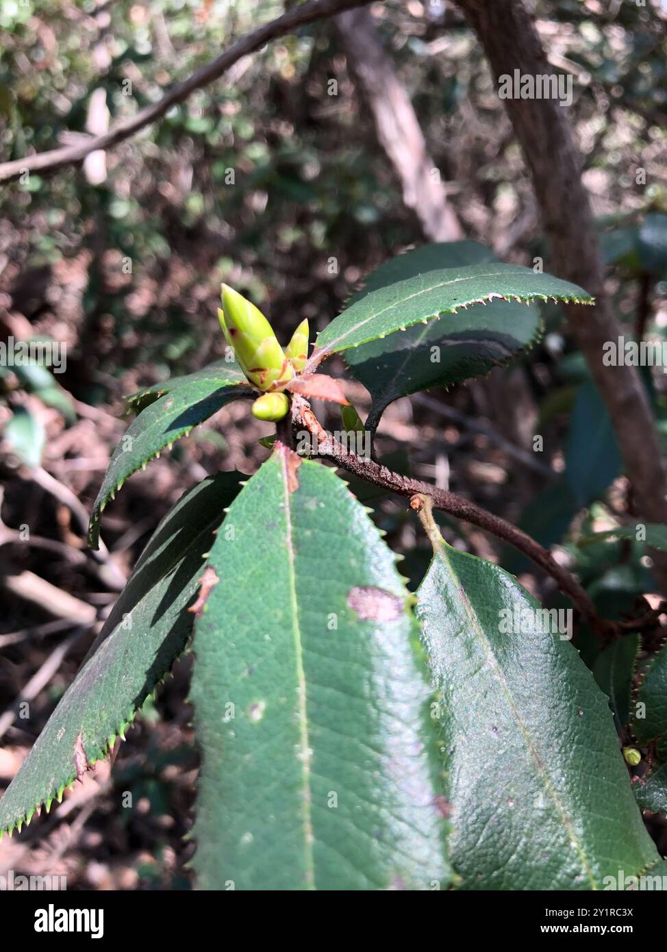 summer holly (Comarostaphylis diversifolia) Plantae Stock Photo - Alamy