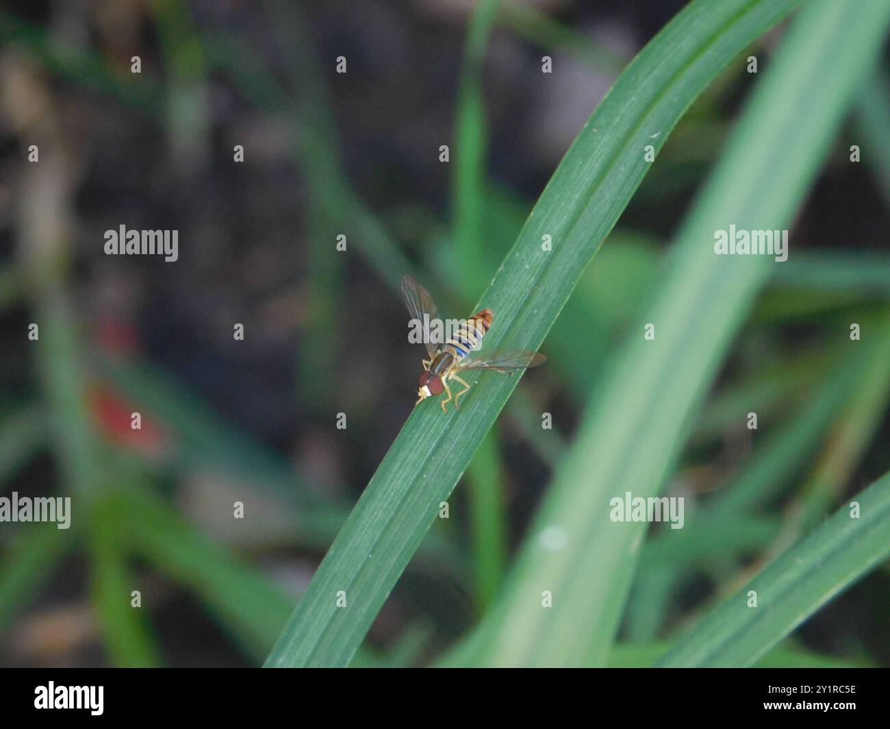 Maize Calligrapher (Toxomerus politus) Insecta Stock Photo - Alamy