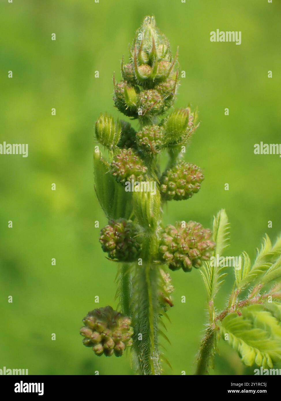 giant false sensitive plant (Mimosa diplotricha) Plantae Stock Photo ...