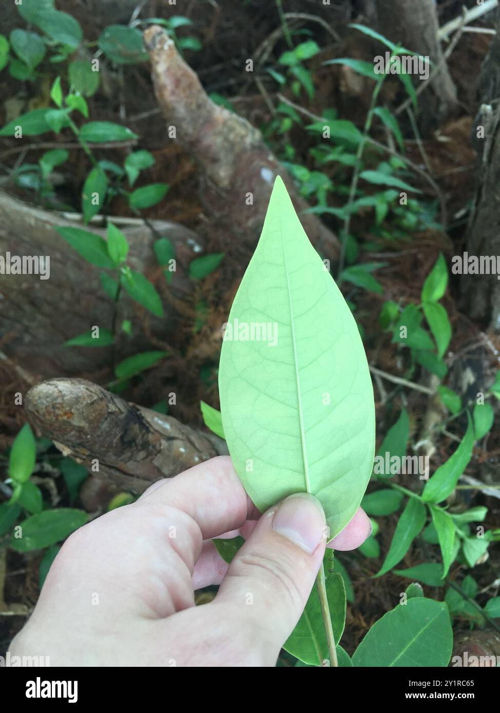 Pond Apple (Annona glabra) Plantae Stock Photo - Alamy
