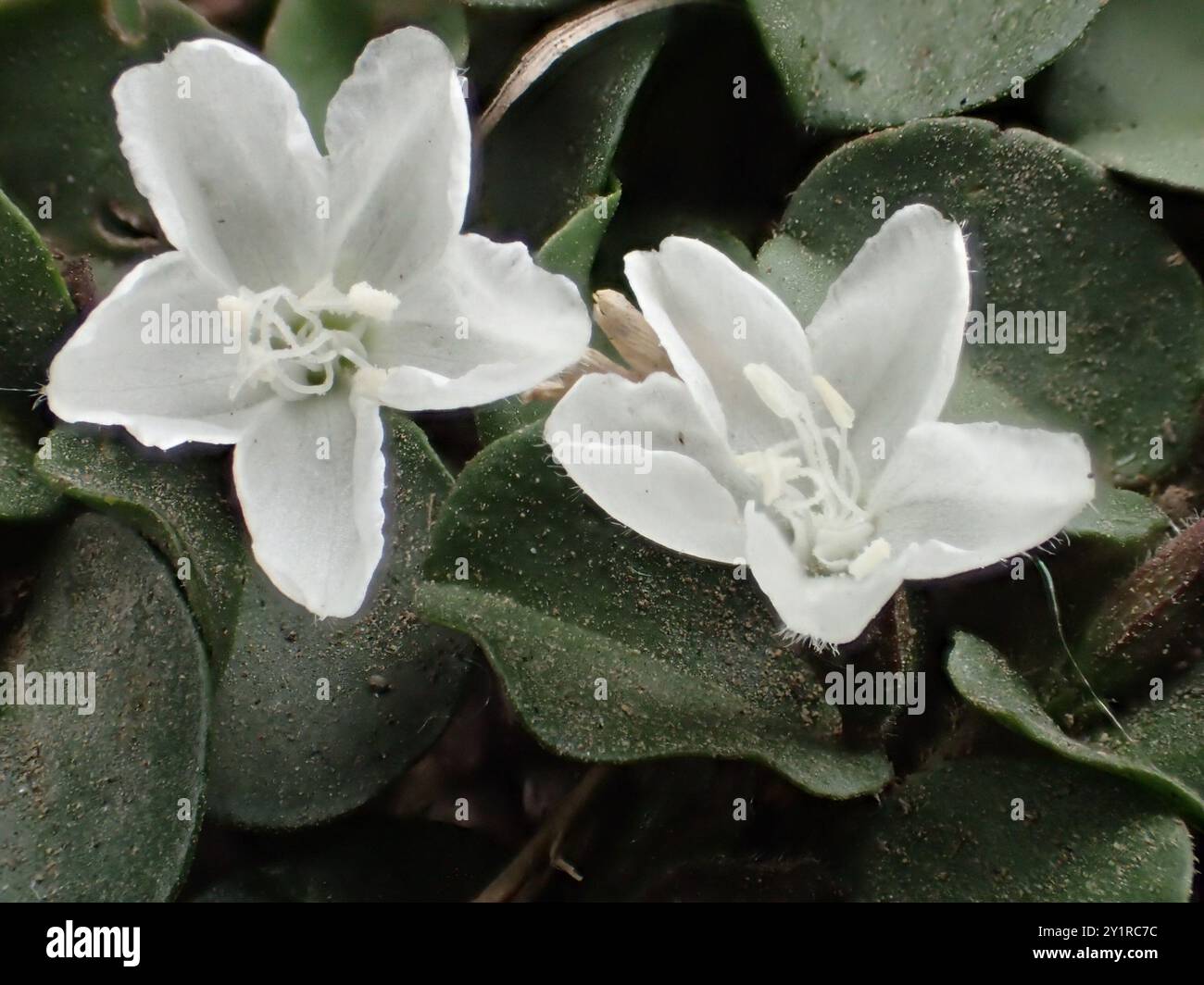 Dwarf Morning Glory (Evolvulus nummularius) Plantae Stock Photo - Alamy