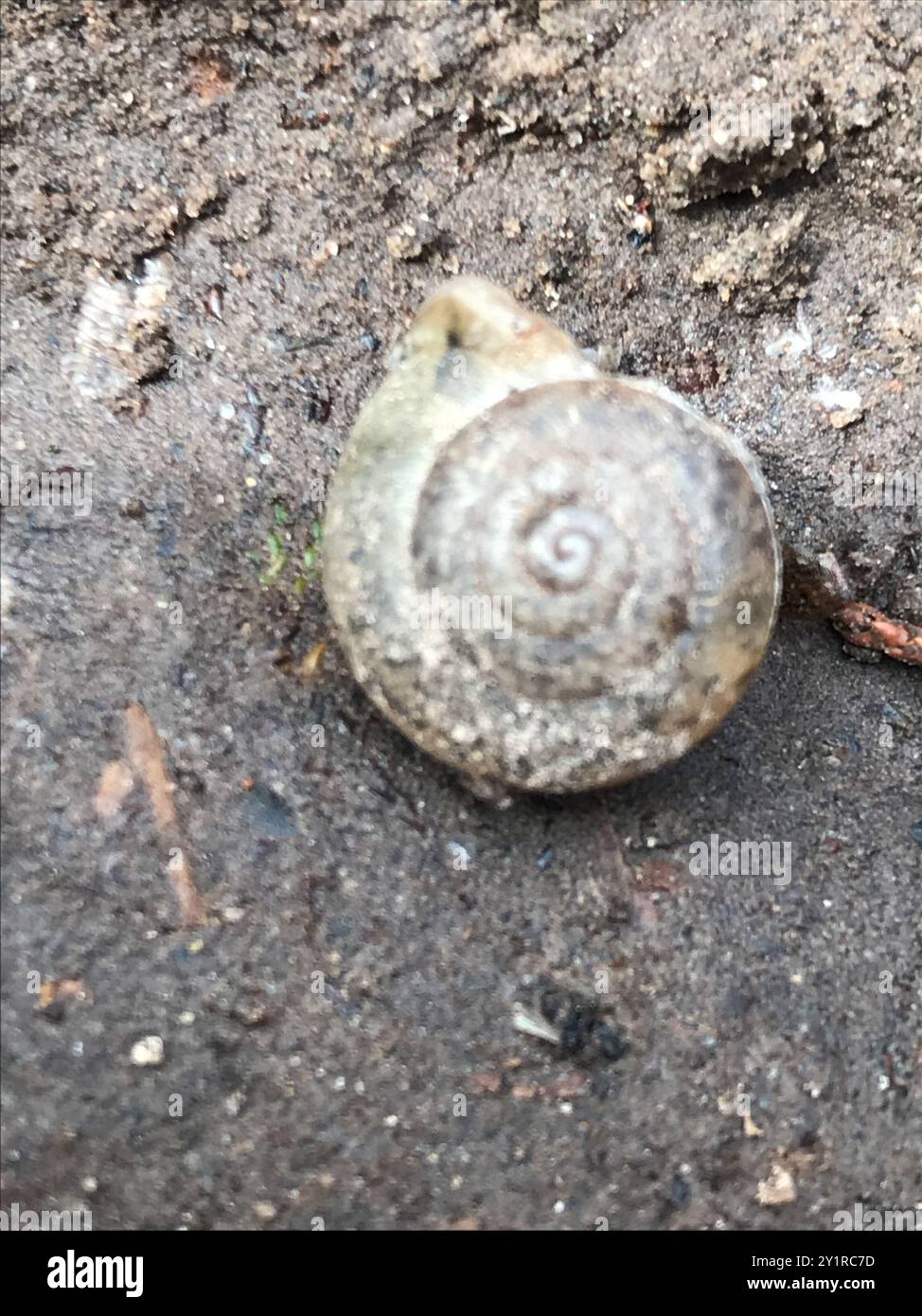 White-lip Globe Snail (Mesodon thyroidus) Mollusca Stock Photo - Alamy