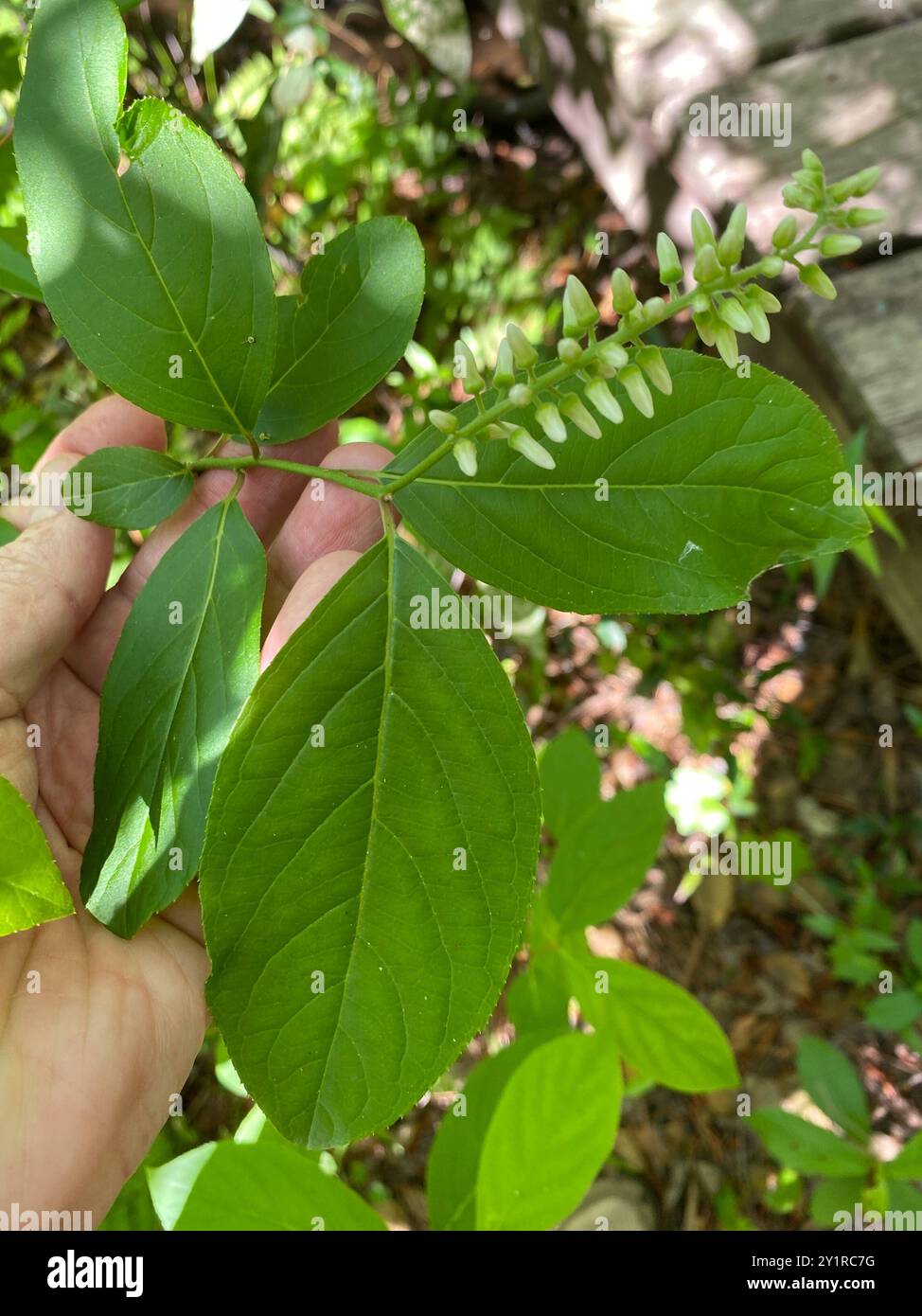 Virginia sweetspire (Itea virginica) Plantae Stock Photo - Alamy