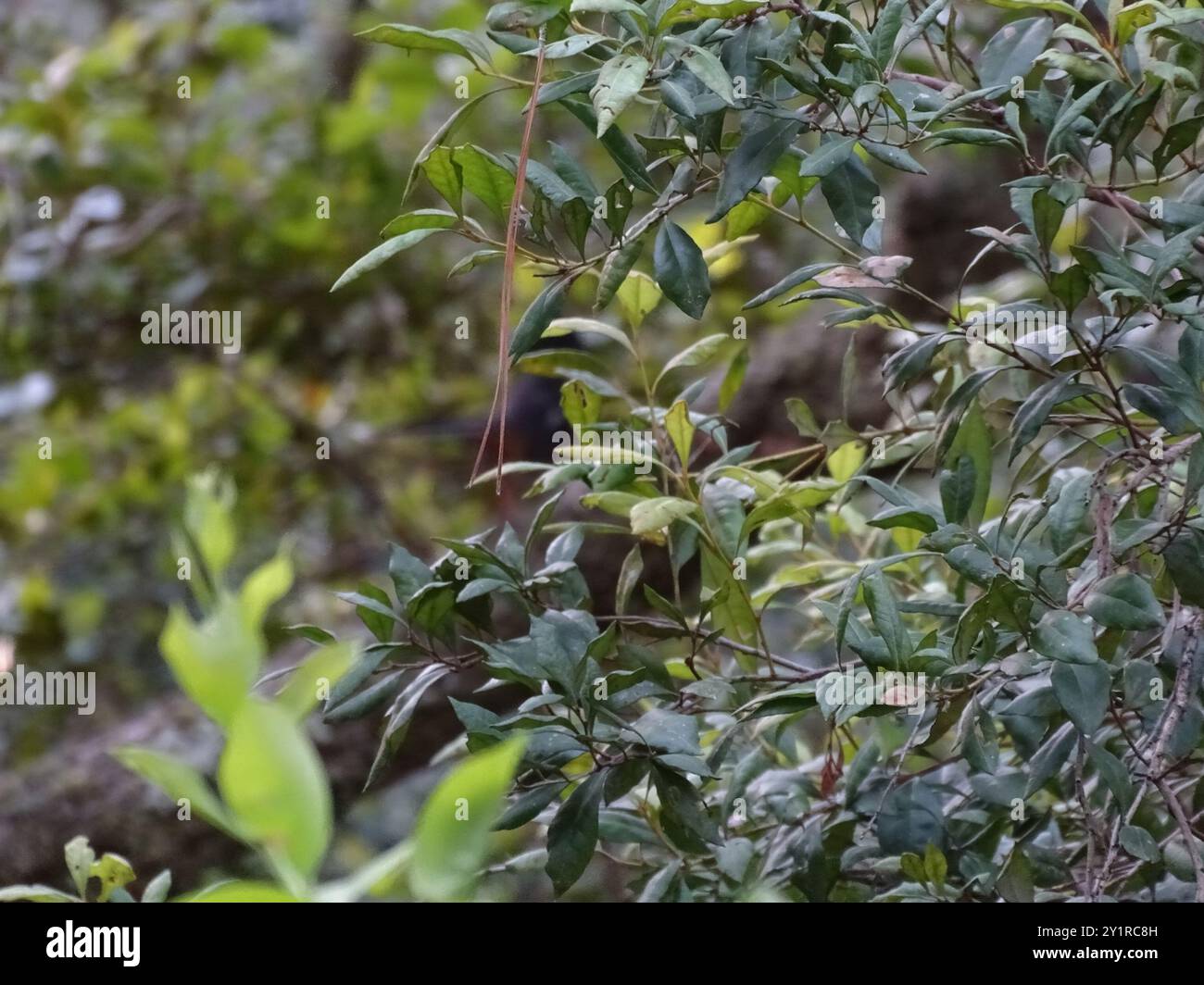 rusty staggerbush (Lyonia ferruginea) Plantae Stock Photo - Alamy