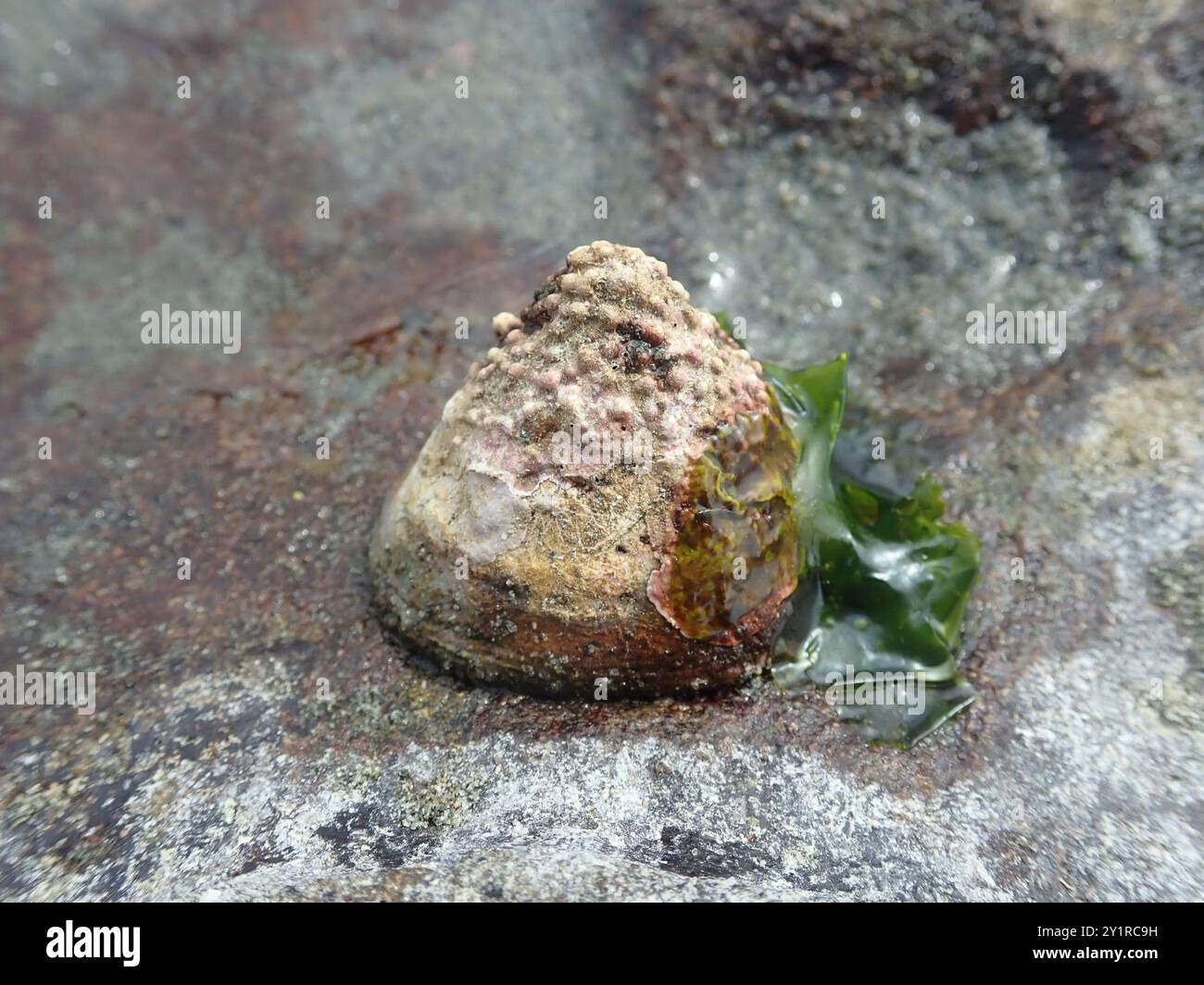 Whitecap Limpet (Acmaea mitra) Mollusca Stock Photo - Alamy